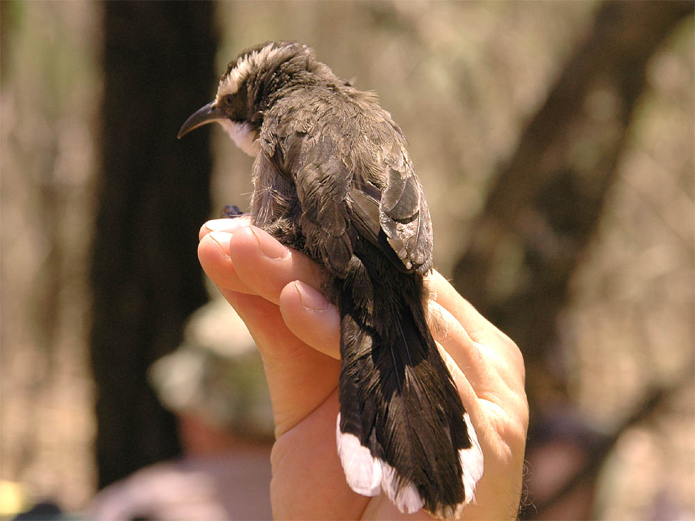 The Nature of Robertson: November 2009