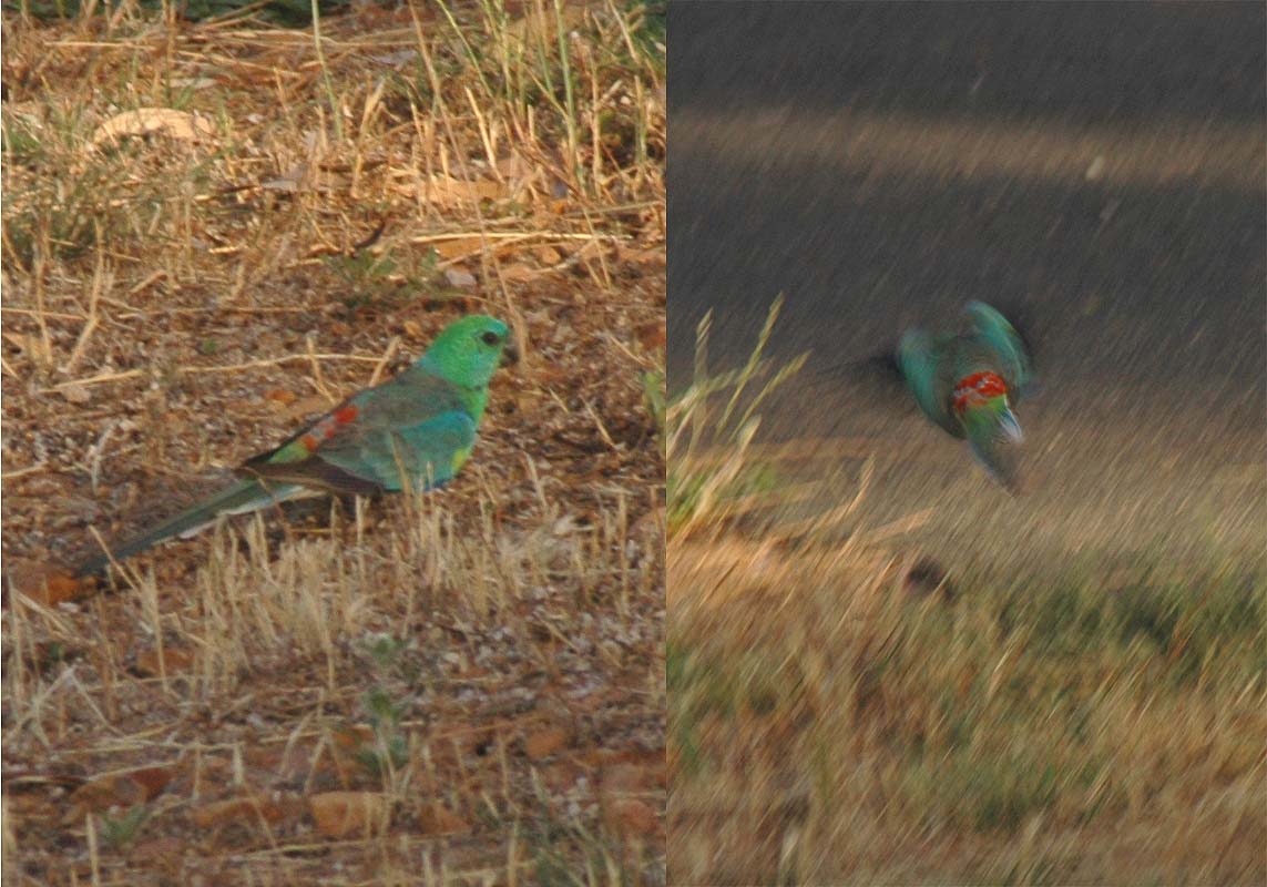 The Nature of Robertson: More West Wyalong photos