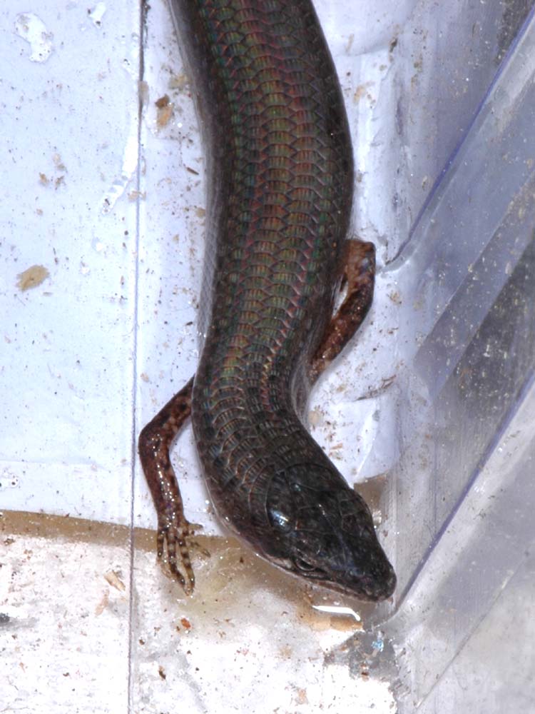 The Nature of Robertson: New Skink for my list.