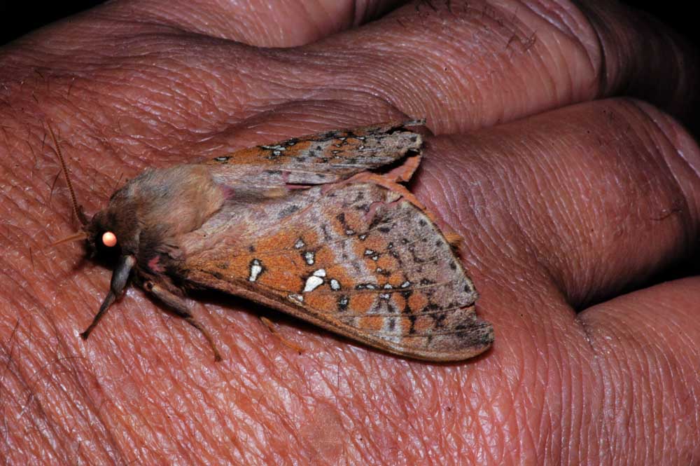 The Nature of Robertson: June 2010