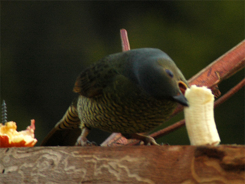The Nature of Robertson: Birds on the Feeder
