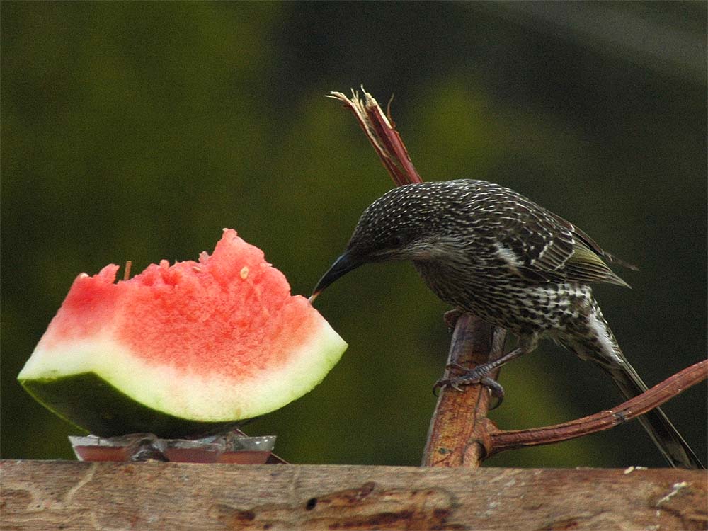 The Nature of Robertson: Birds on the Feeder