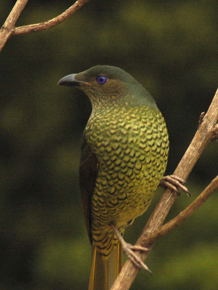 The Nature of Robertson: July 2010