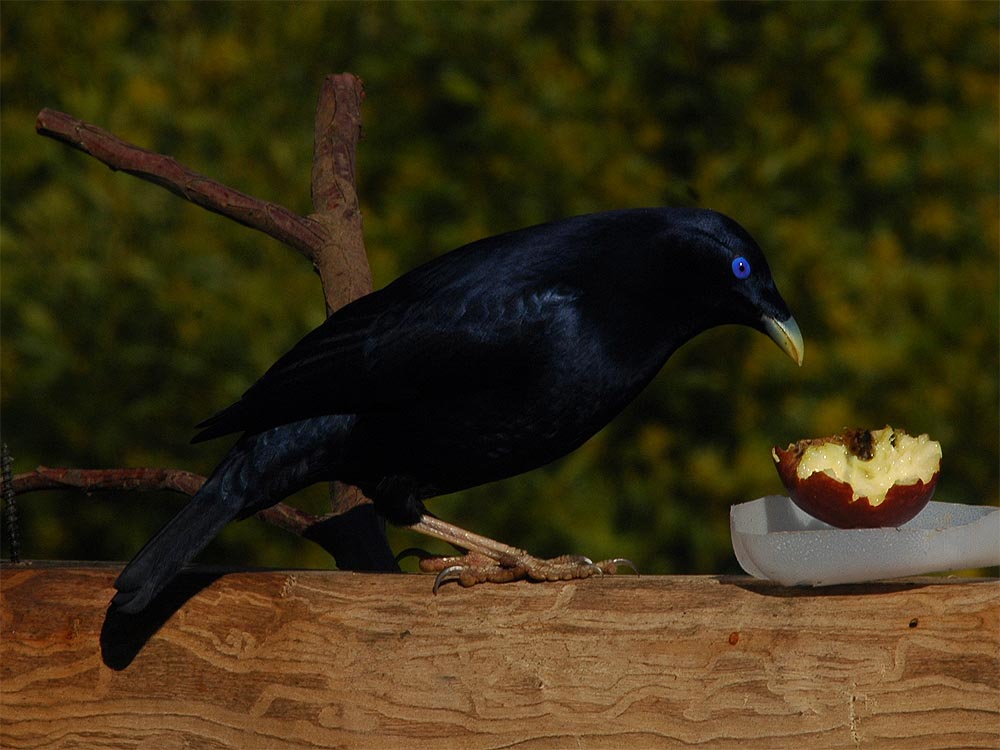 The Nature of Robertson: Blue Bird (Male Satin Bowerbird)