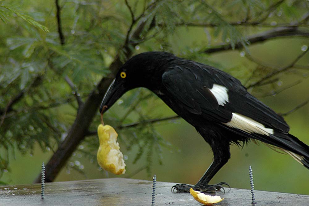 The Nature of Robertson: A Currawong lines up a meal