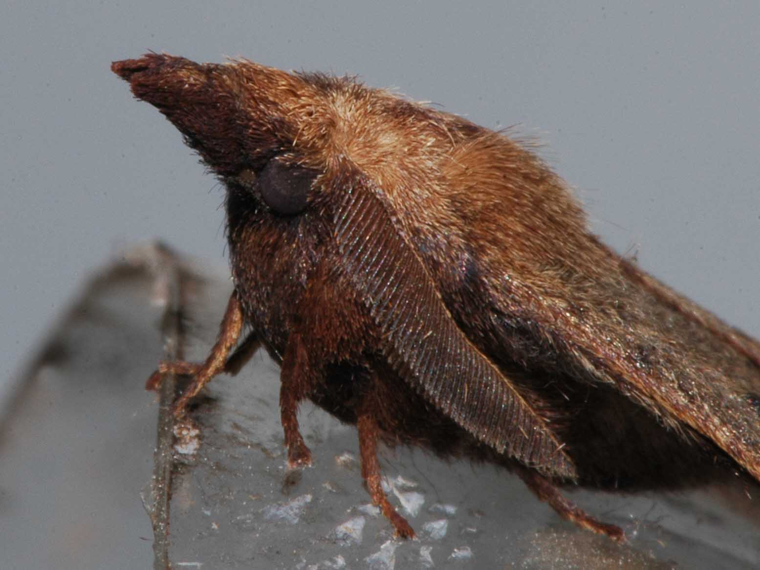 The Nature of Robertson: August 2010