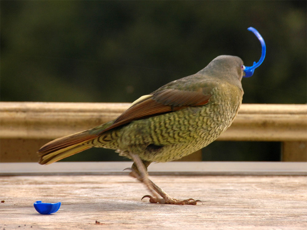 The Nature of Robertson: Aphrodisiac toys for a Bowerbird