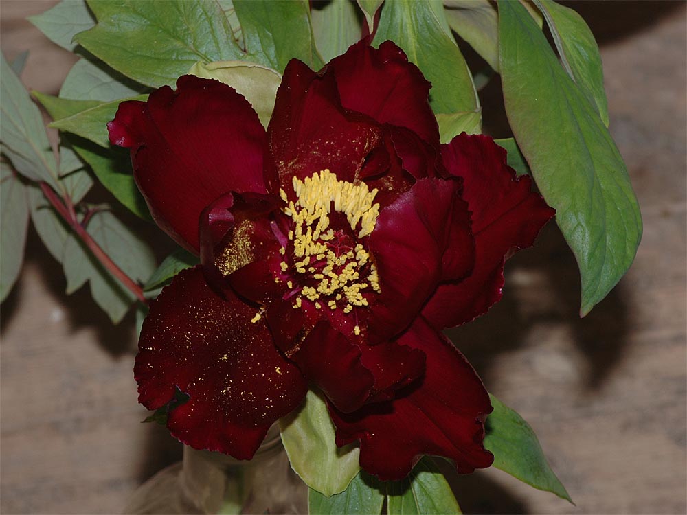 The Nature of Robertson: Japanese Tree Peonies