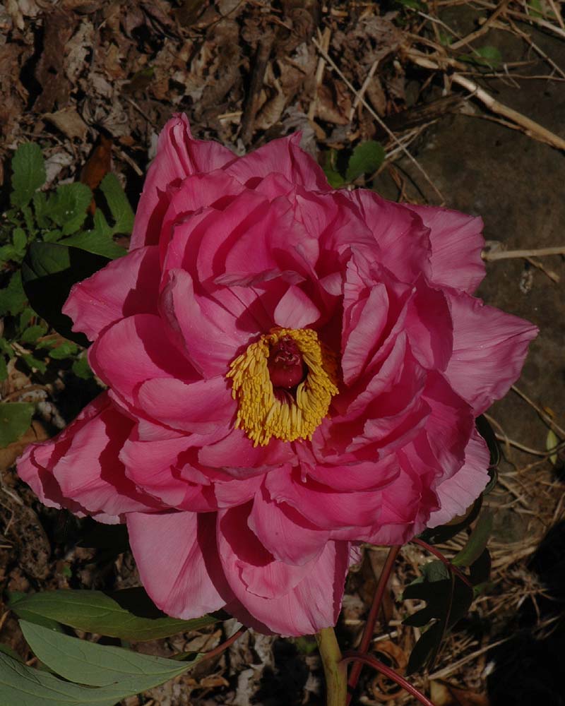 The Nature of Robertson: Japanese Tree Peonies