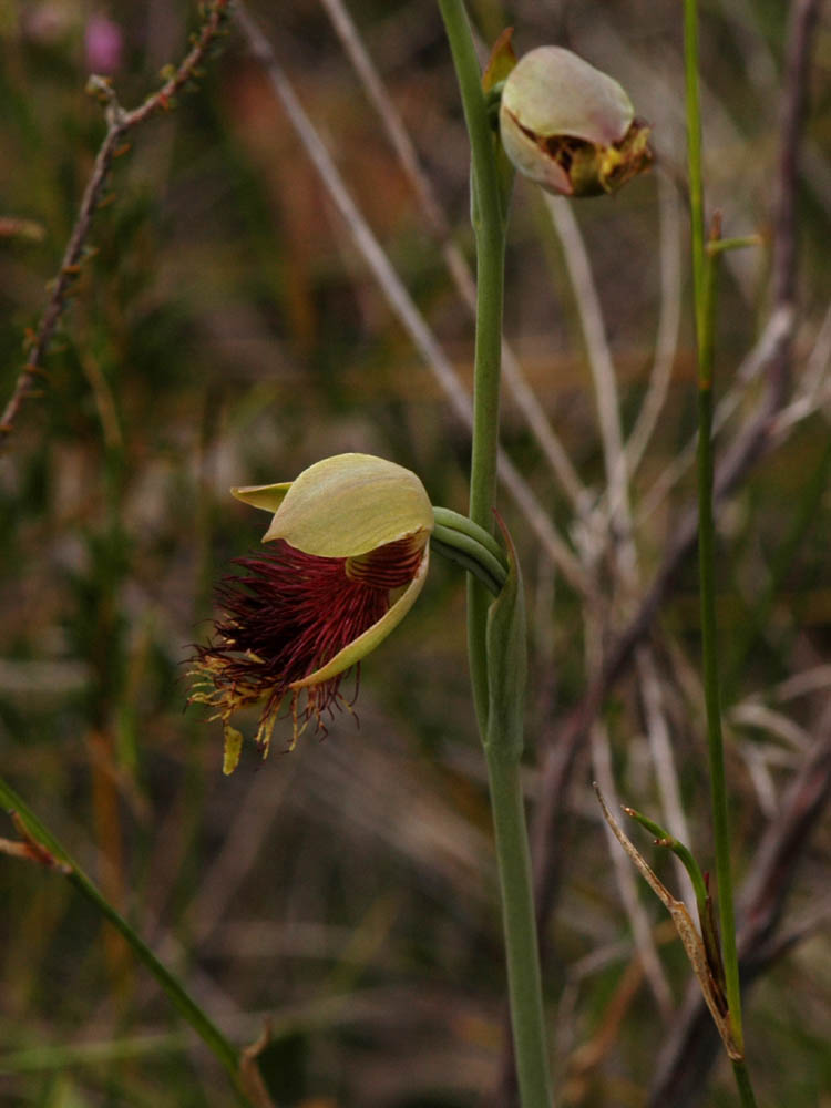 The Nature of Robertson: Another Beard Orchid - Calochilus pulchellus