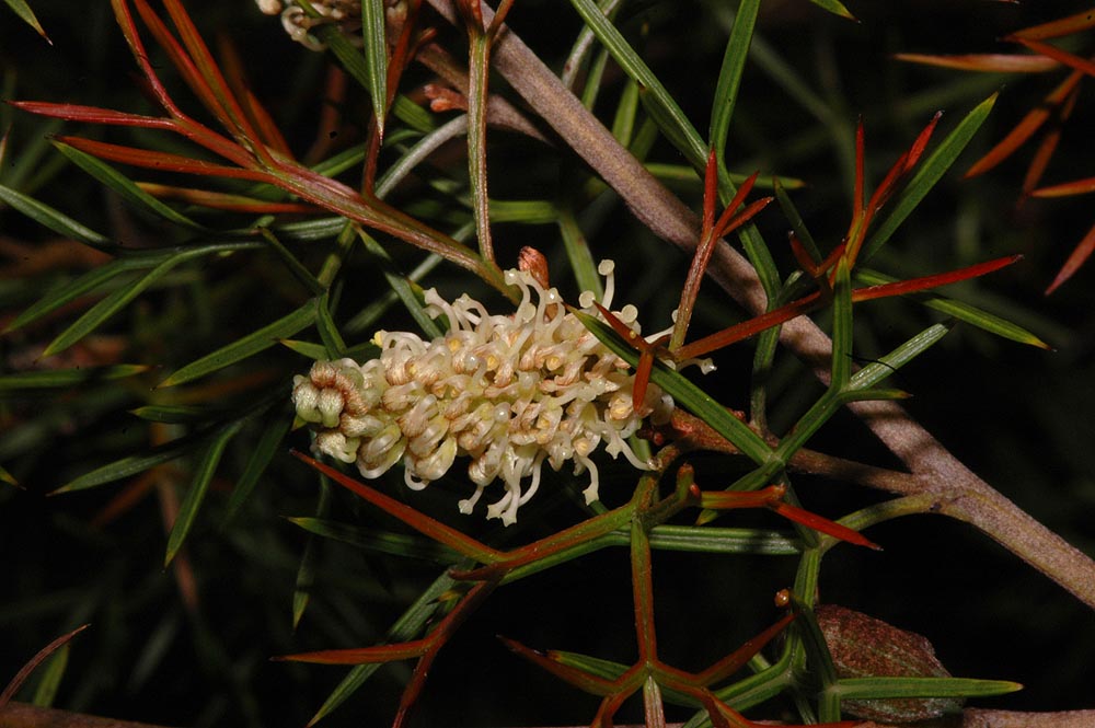 The Nature of Robertson: November 2010