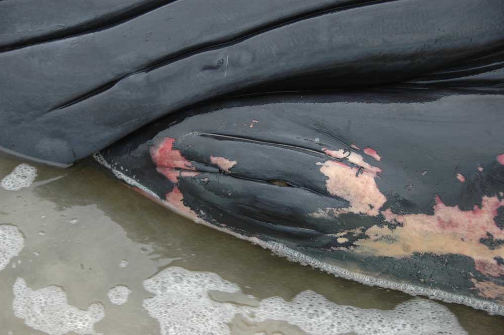 The Nature of Robertson: A Bryde's Whale dead on the beach at ...