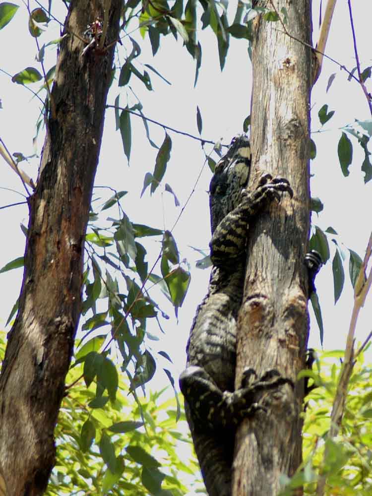 The Nature of Robertson: Goanna roaming on Tallowa Dam road.