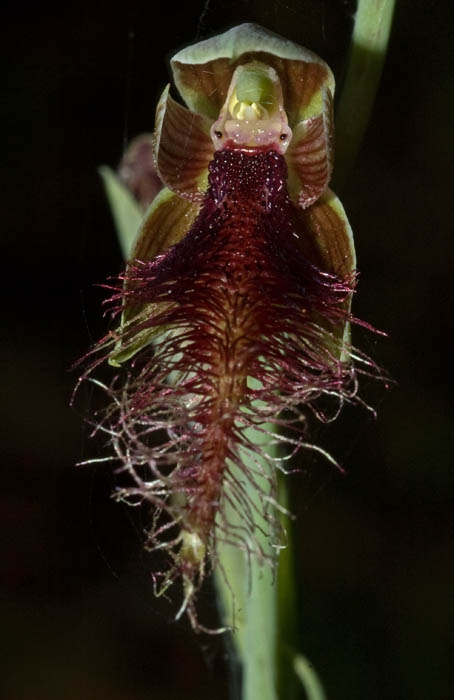 The Nature of Robertson: Yet another Beard Orchid - Calochilus gracillimus