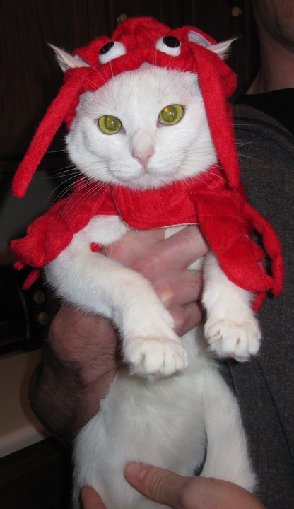 Alley Cats and Angels of NC: Yowl-o-Ween Cat Costume Contest