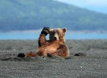 Foto Oso pardo saludando a la cámara : Blog de Lujo