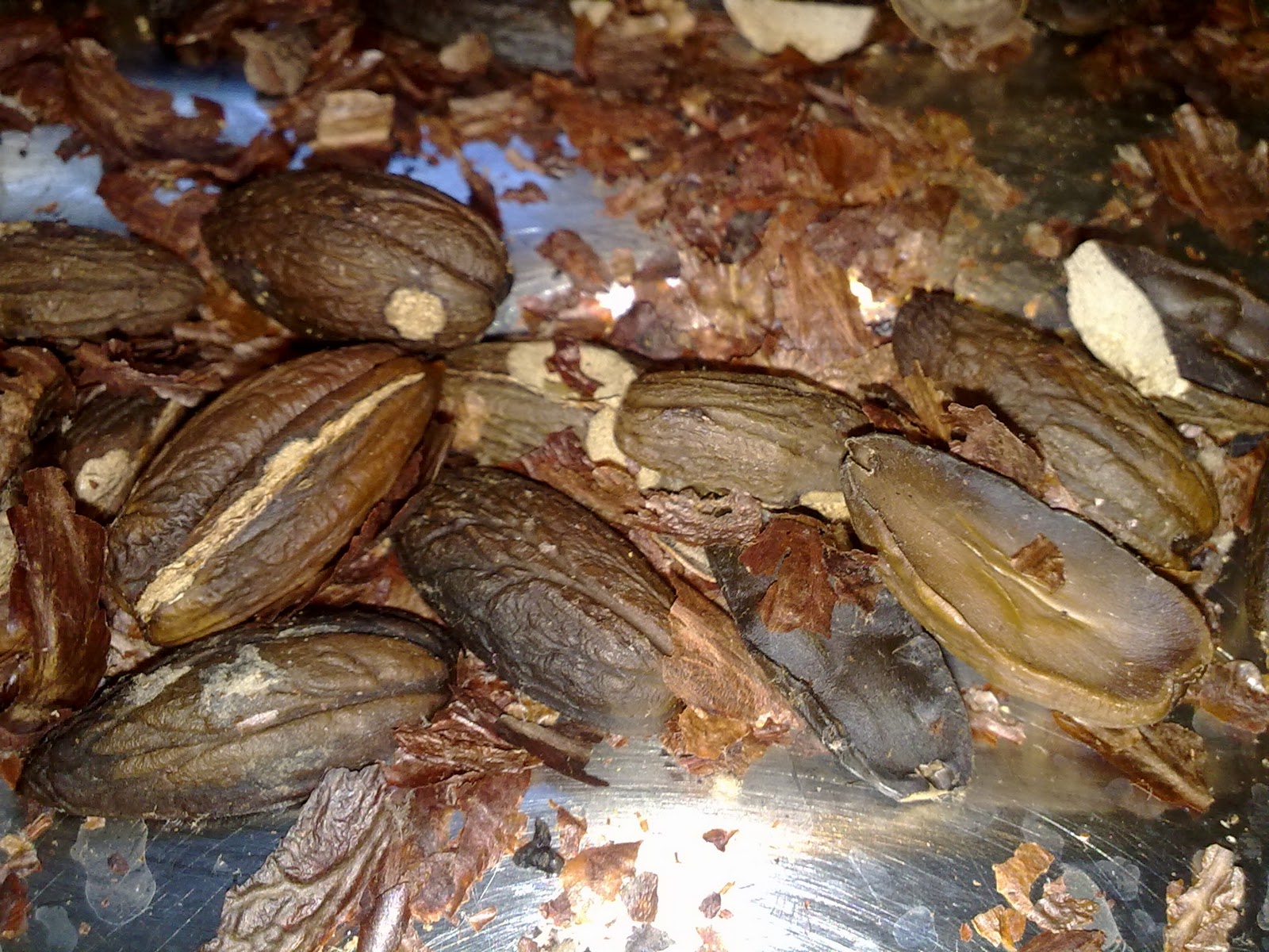 Sloe & Wild: Acorn Liqueur