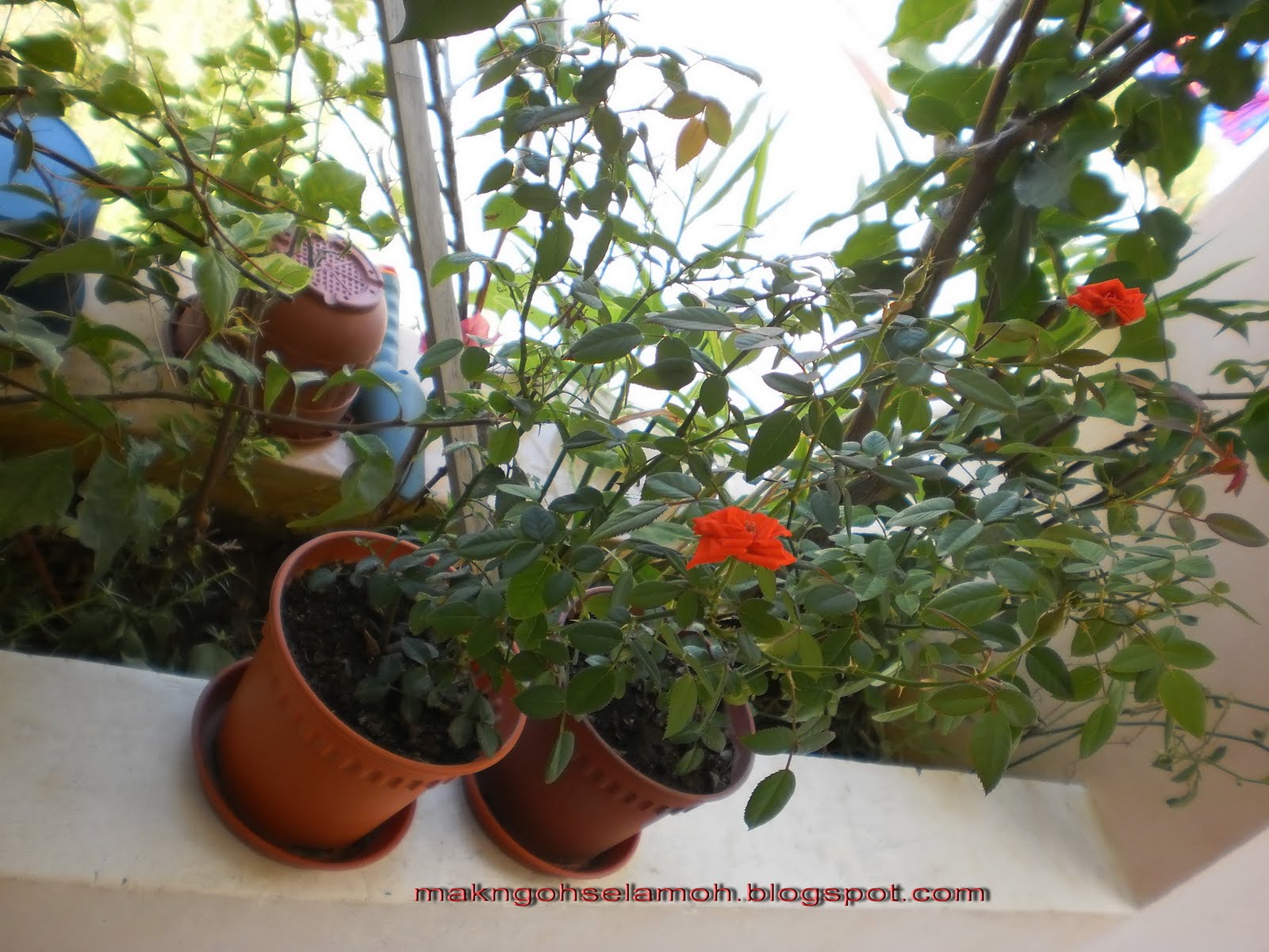 MakNgohSelamoh: Tanam labu labu menjalar, tanam halia halia membisu ...