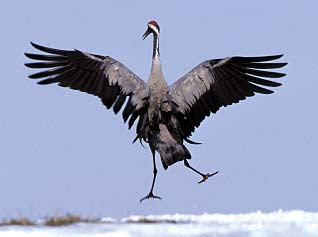 Centrumskolan: En användbar trana :)