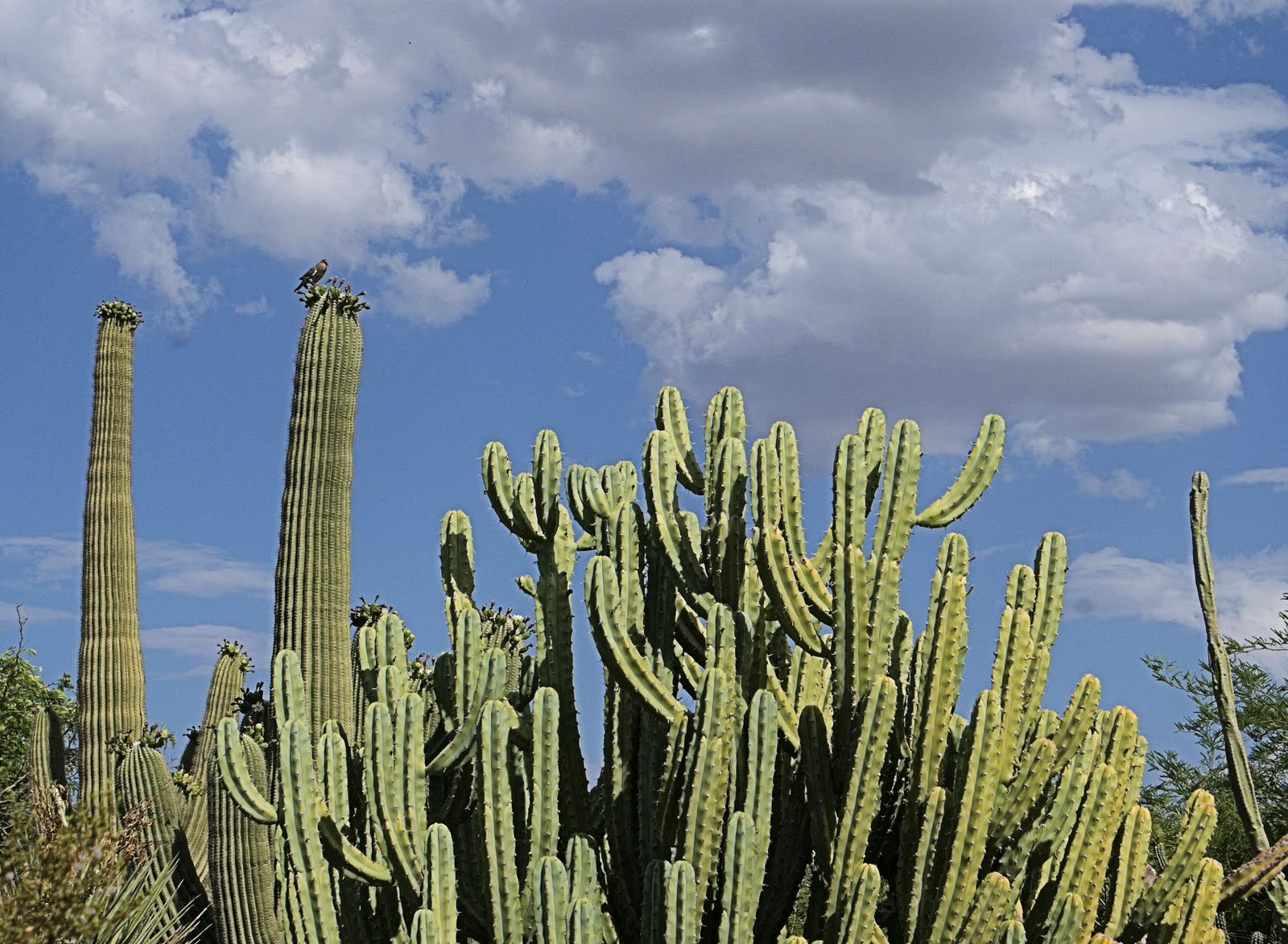 Phoenix Daily Photo: Cactus, Sky, and one bird