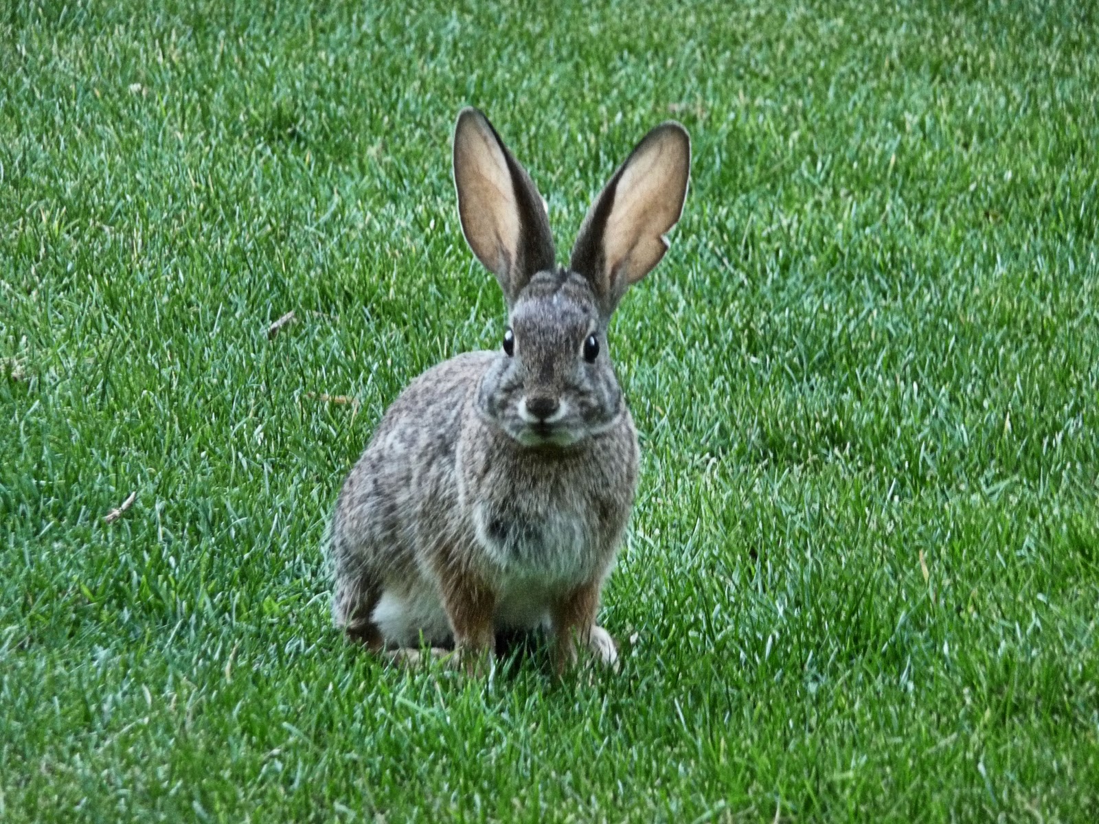 Phoenix Daily Photo: Hair & Hare
