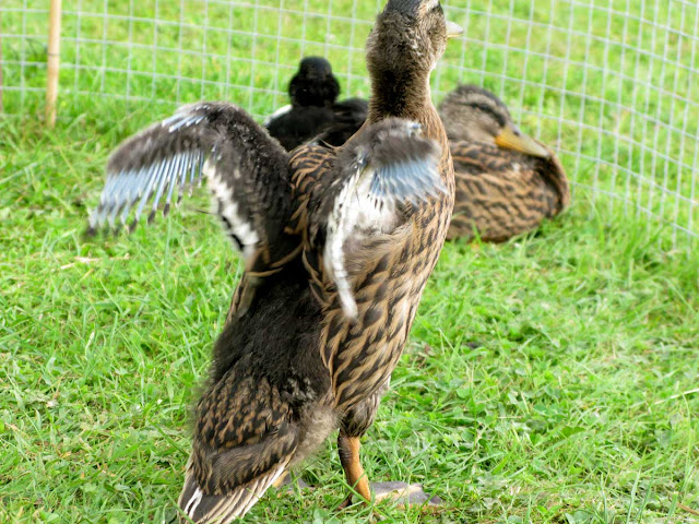 six little ducks: growing wings