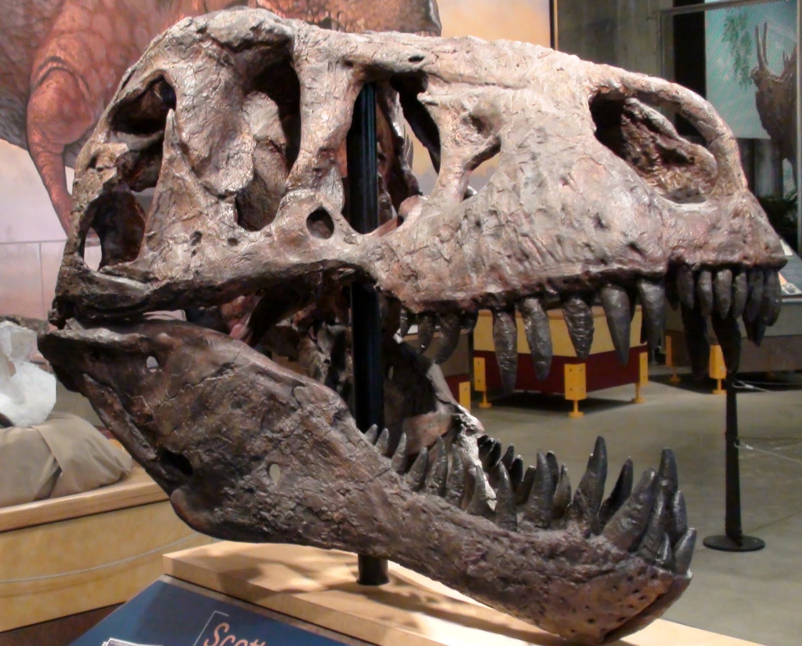 Eastend is famous for the 1991 discovery of a nearly complete ...