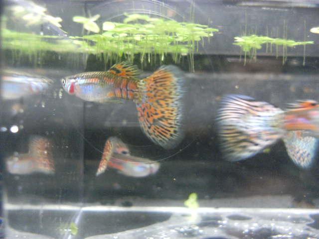 Jabra's Fancy Guppies: Updated Guppy Strains List