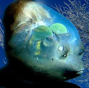 Top 10 Underutilized Aliens in Trek