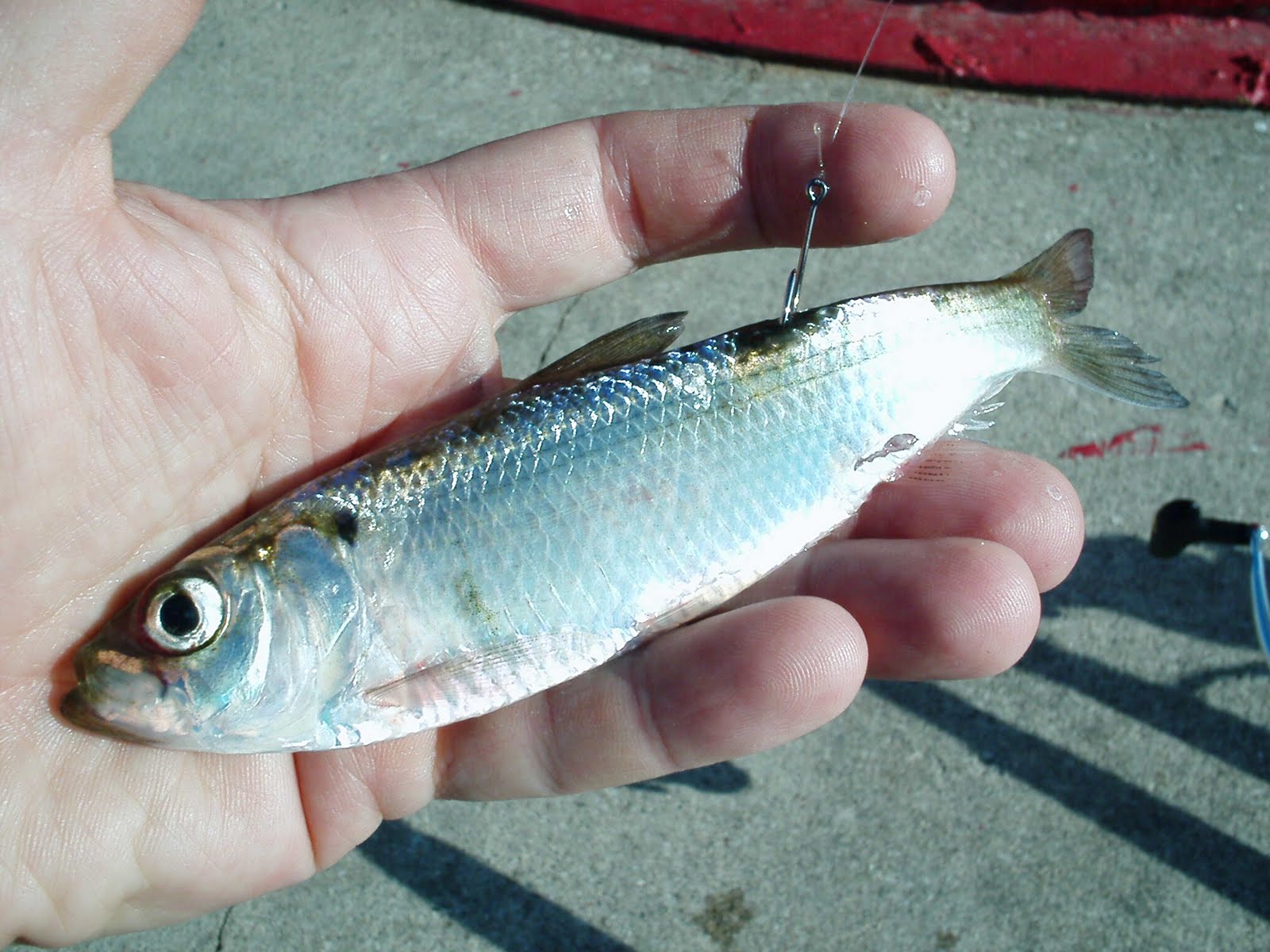 The Lure of the Fish: Alewives are in!
