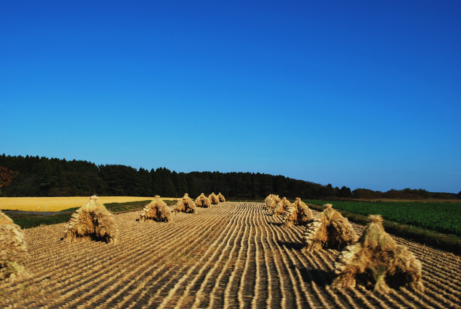 TRAVELOG: Rice Fields