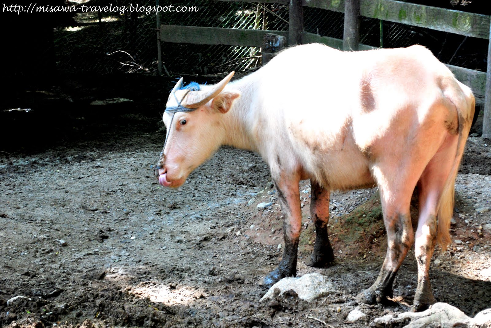 TRAVELOG: Zoobic Safari, Subic Philippines