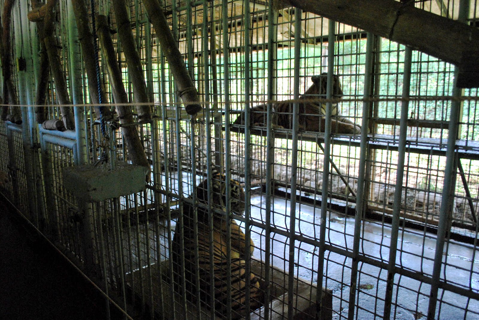 TRAVELOG: Zoobic Safari, Subic Philippines