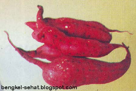 Tumbuhan Obat dan Sains: Vitamin A dari Ubi Jalar Merah