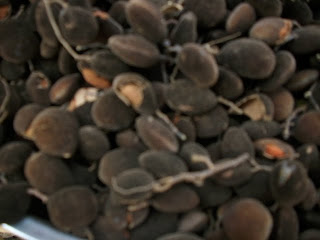 Agric. Products in Lagos Markets.: ARTICLE 26: VELVET TAMARIND "AWIN"