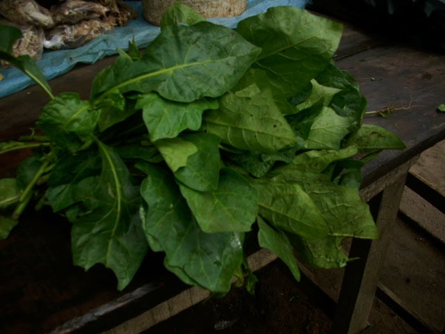 Agric. Products in Lagos Markets.: Article 50:African Egg Plant - Efo Igbo"