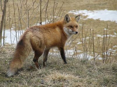 November Photo of the Month: Red Fox - Nature Canada