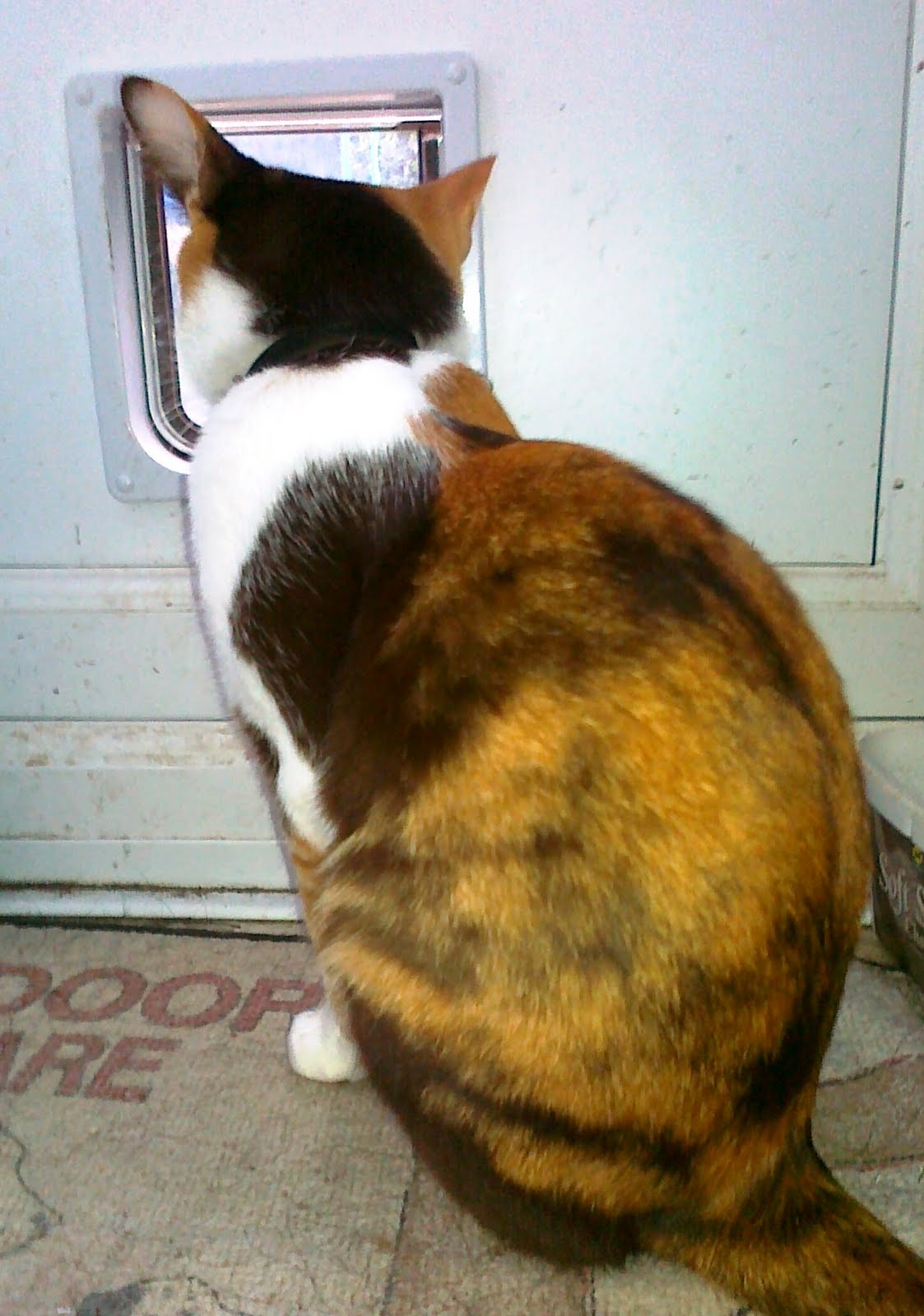 Follow Your Dreams: Mia - one very frustrated cat