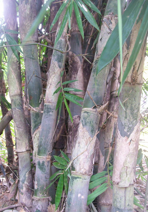 DEDDY MADJMOE: 09/11/2010