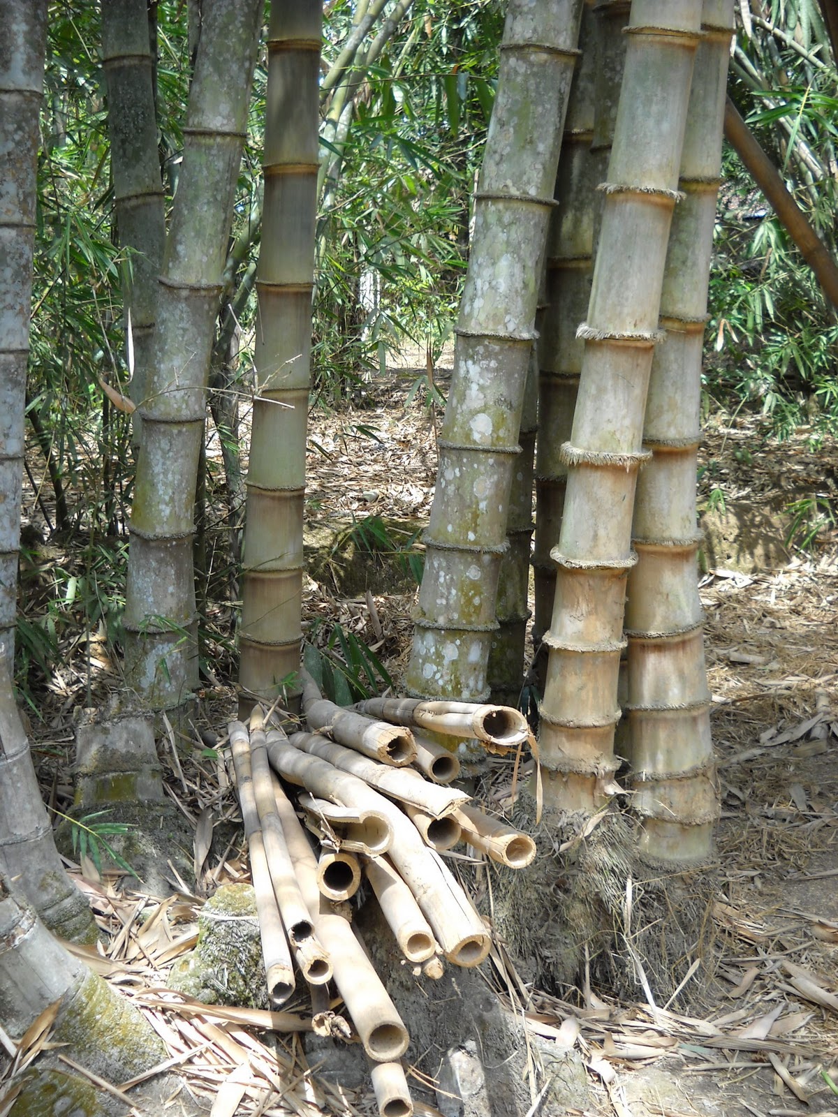 DEDDY MADJMOE: 09/11/2010