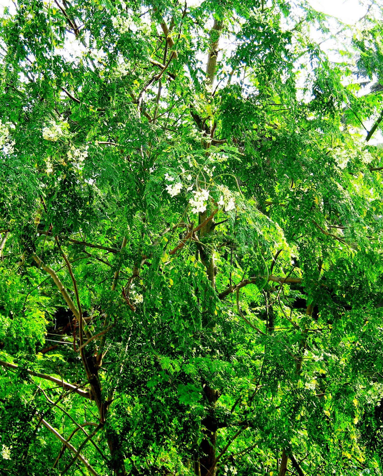 Veg Magazine: LEAVES OF LIFE FROM A TREE - MURINGA FOR MAL NUTRITION