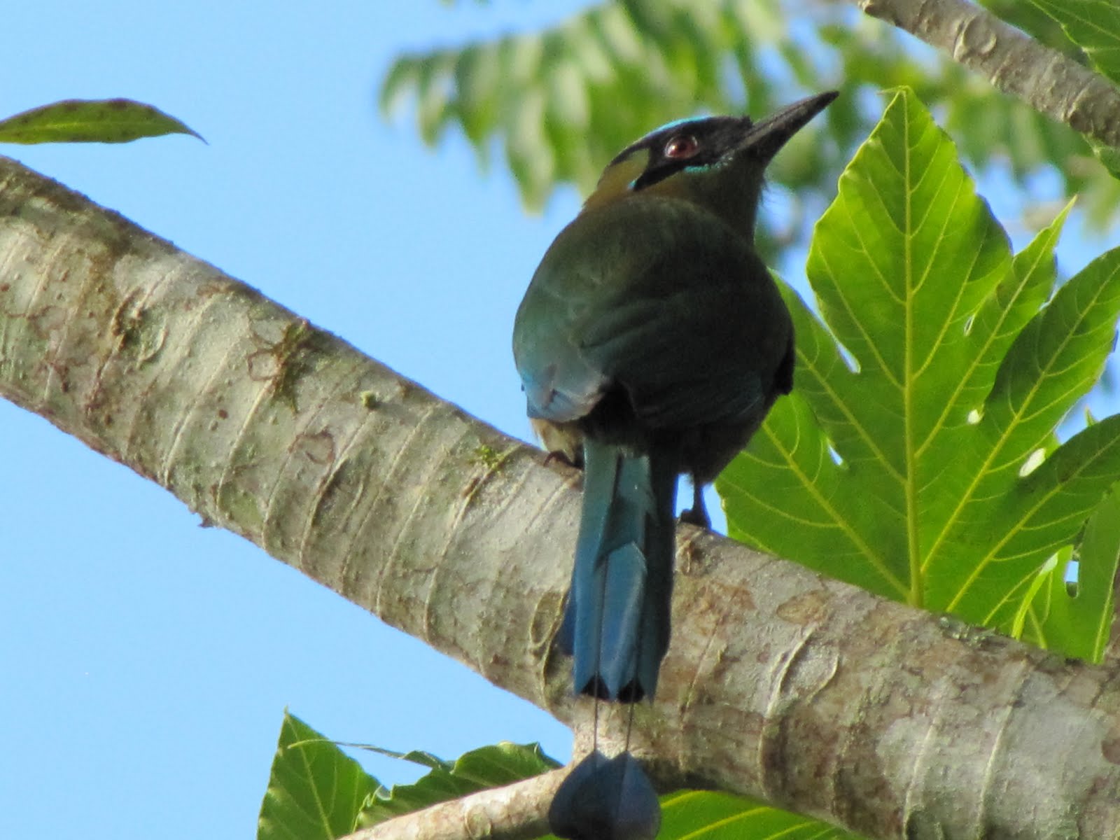 Birders Without Borders: Blue-diademed Motmot