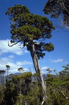 Nothofagus antartica , nombre común o vulgar Ñire, Ñirre (chile ) otros ...