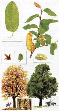 Nothofagus antartica , nombre común o vulgar Ñire, Ñirre (chile ) otros ...