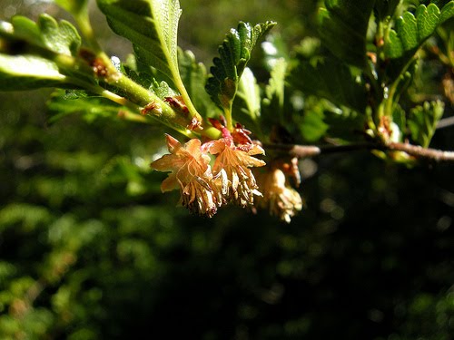 Nothofagus antartica , nombre común o vulgar Ñire, Ñirre (chile ) otros ...