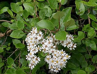 Olearia Nombre comun o vulgar : Arbusto margarita : El Mundo y sus Plantas