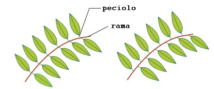🏅 Clasificación de hojas por su forma 🍃🍂🍁 : El Mundo y sus Plantas