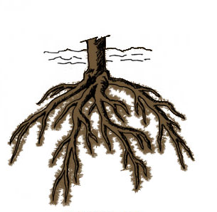 La Raiz de las Plantas : El Mundo y sus Plantas