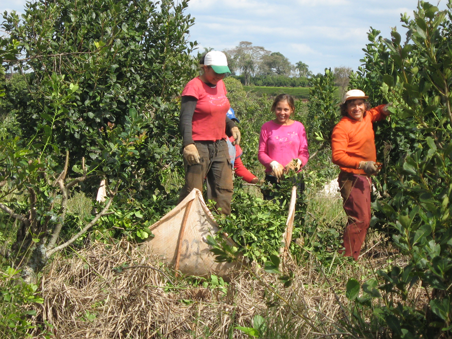 Yerba Mate , Ilex paraguariensis : El Mundo y sus Plantas