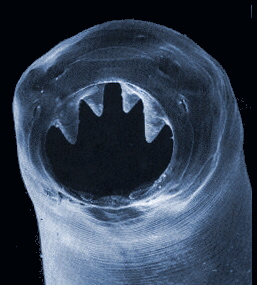ParasitOnlinE: ANCILOSTOMÍDEOS: Ancylostoma Duodenale e Necator Americanus